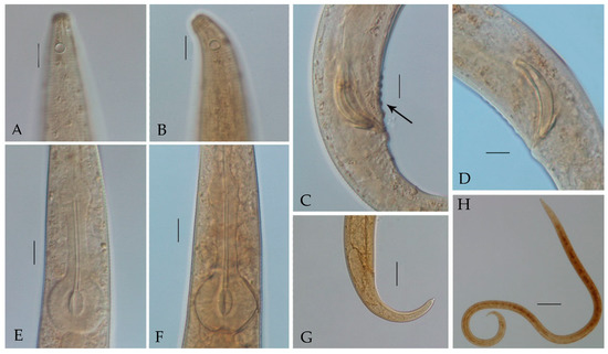 Two New Free-Living Marine Nematode Species of the Genus Haliplectus ...