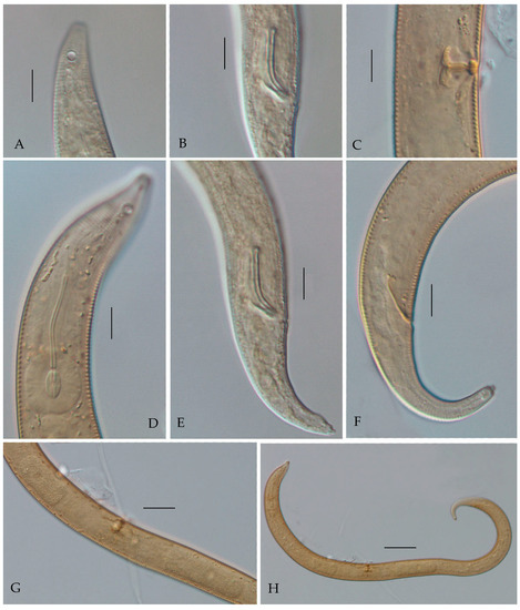 Two New Free-Living Marine Nematode Species of the Genus Haliplectus ...