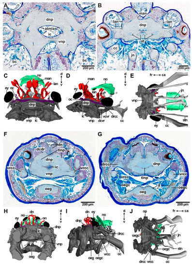 How Do Prostomial Sensory Organs Affect Brain Anatomy? Phylogenetic ...