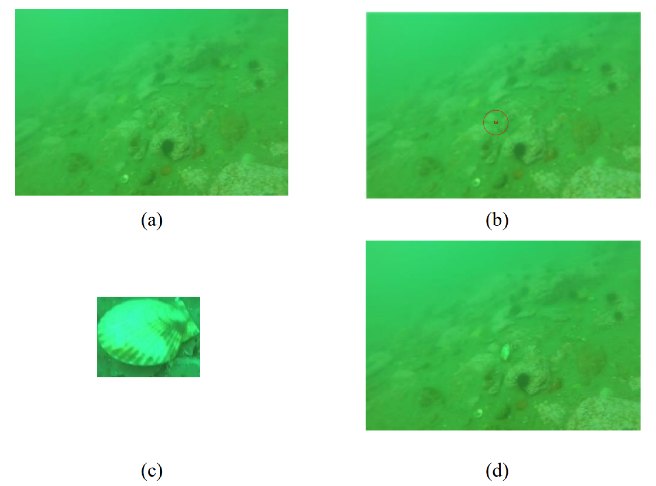 Jmse Free Full Text B Yolox S A Lightweight Method For Underwater