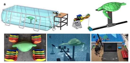 Sea Turtles Employ Drag-Reducing Techniques to Conserve Energy