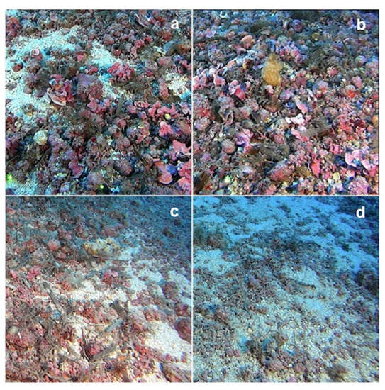 Sneaking into a Hotspot of Biodiversity: Coverage and Integrity of a ...