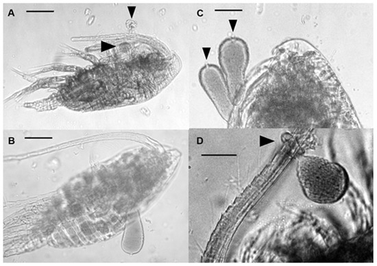The Infection of Paracalanid Copepods by the Alveolate Parasite ...