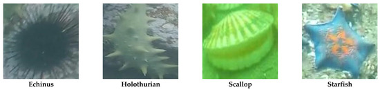 Underwater Image Classification Algorithm Based on Convolutional Neural Network and Optimized ...