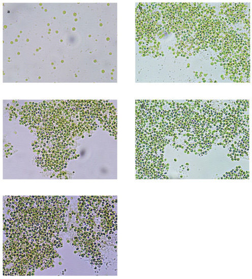 Effective Chlorella vulgaris Biomass Harvesting through Sulfate and ...
