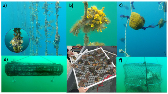 Sponges as Emerging By-Product of Integrated Multitrophic Aquaculture ...