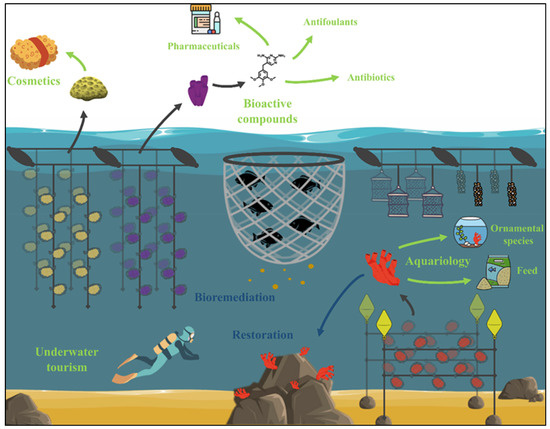 Sponges as Emerging By-Product of Integrated Multitrophic Aquaculture ...