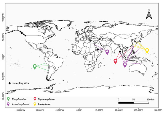 Phylogenetic Affinities of Acanthopleurinae Dall, 1889 Chitons ...