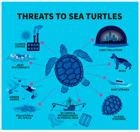 Loggerhead Sea Turtle Light Pollution | Shelly Lighting Loggerhead Sea Turtle Light Pollution | Shelly Lighting