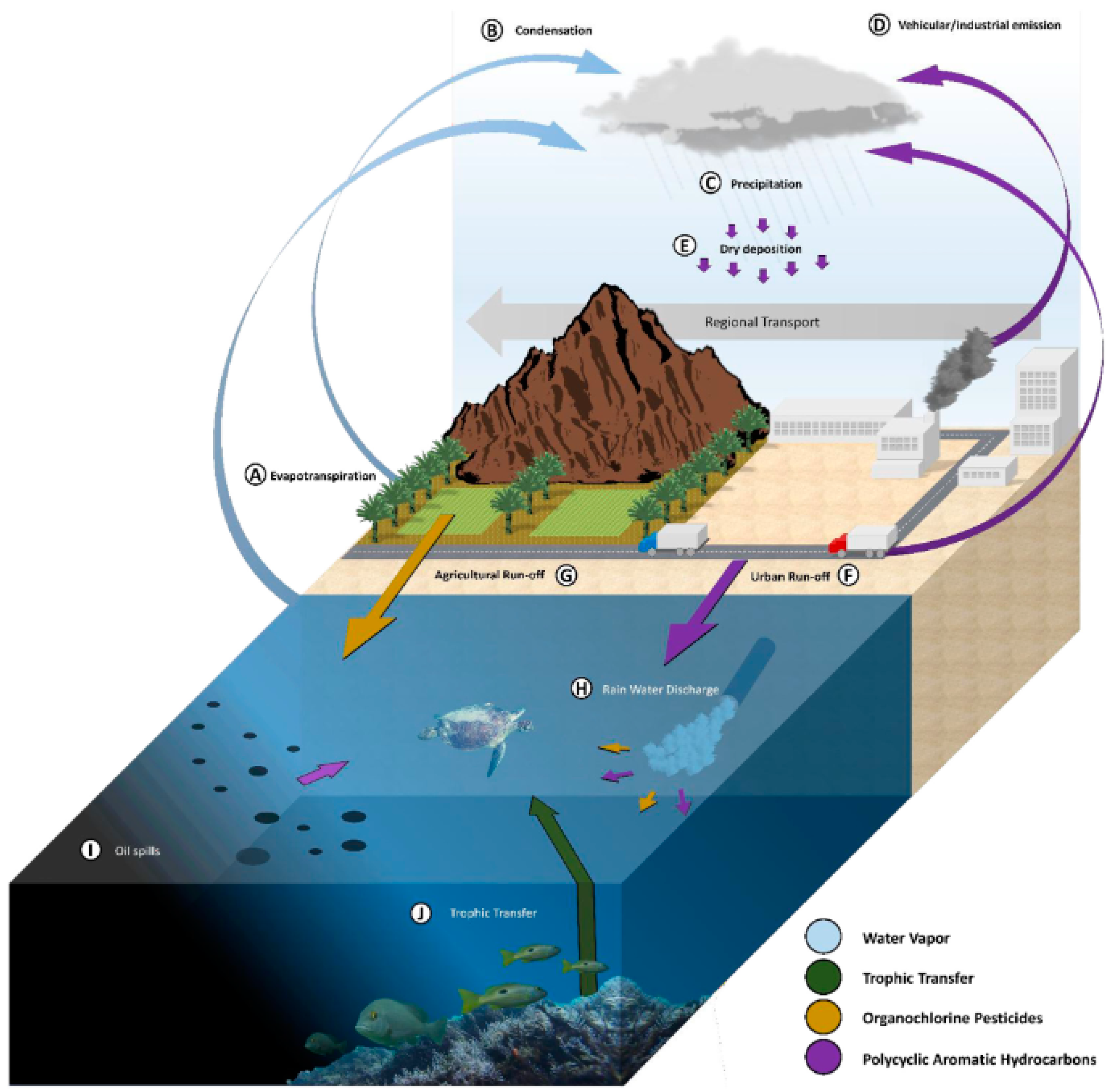Progress on the Impact of Persistent Pollutants on Marine Turtles: A Review