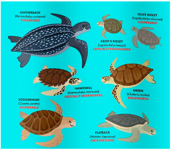 Progress on the Impact of Persistent Pollutants on Marine Turtles: A Review