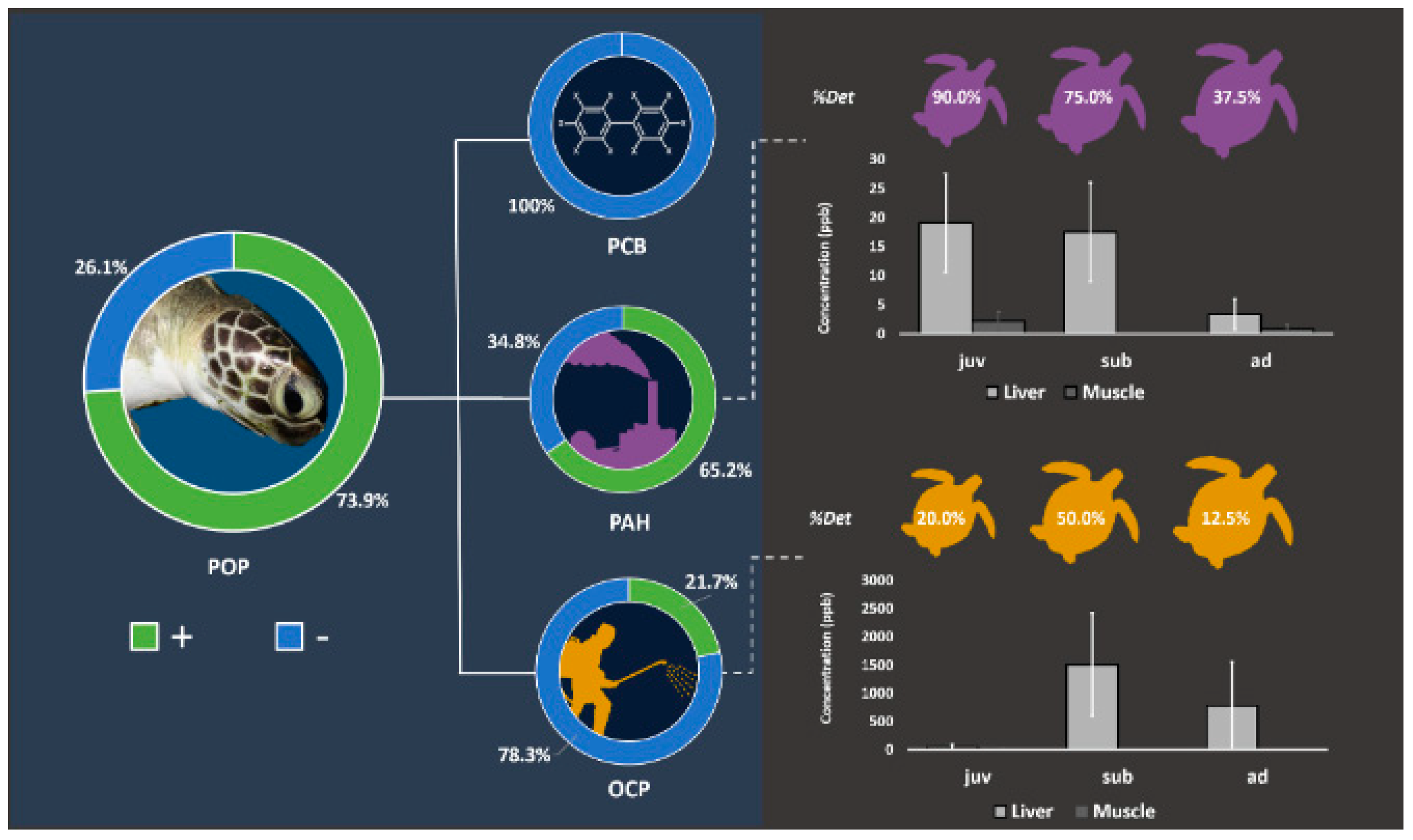 Progress on the Impact of Persistent Pollutants on Marine Turtles: A Review