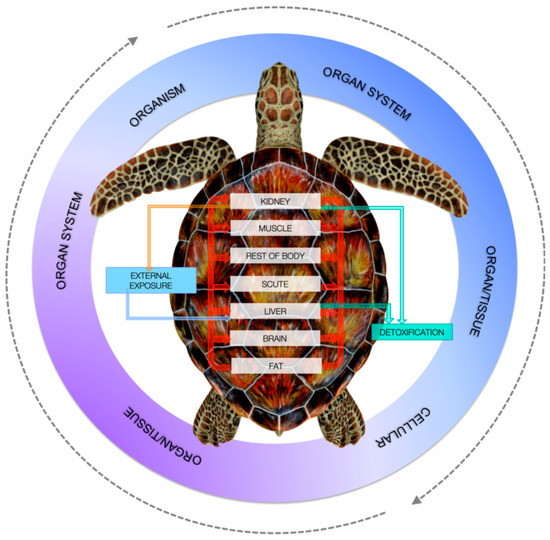 Progress on the Impact of Persistent Pollutants on Marine Turtles: A Review