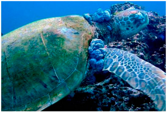 Progress on the Impact of Persistent Pollutants on Marine Turtles: A Review