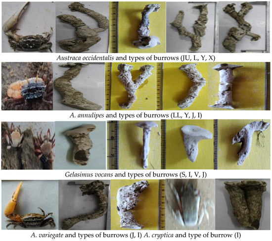 Crab Species-Specific Excavation and Architecture of Burrows in ...