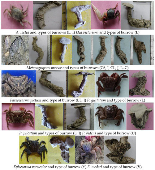 Crab Species-Specific Excavation and Architecture of Burrows in ...