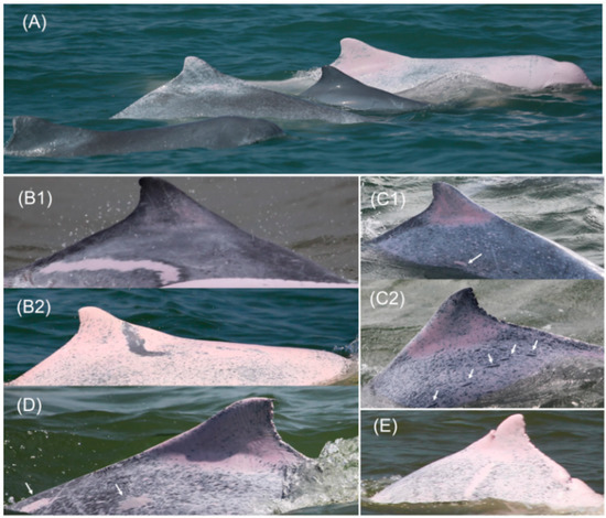 Anomalous Coloration of Indo-Pacific Humpback Dolphins off Southern China