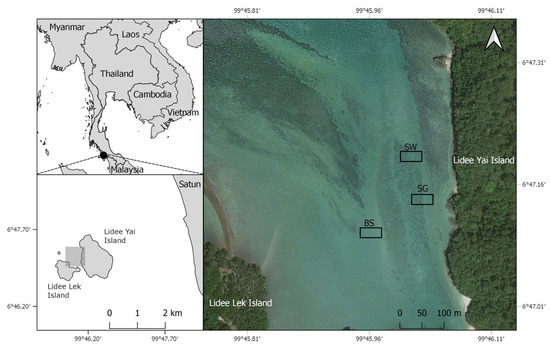 A High Abundance of Holothuria (Halodeima) atra (Holothuroidea ...