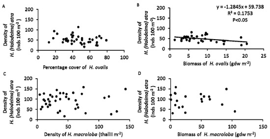 A High Abundance of Holothuria (Halodeima) atra (Holothuroidea ...