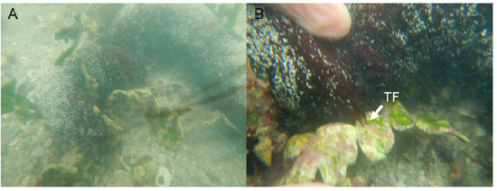 A High Abundance of Holothuria (Halodeima) atra (Holothuroidea ...