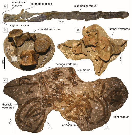 Age and Depositional Environment of Whale-Bearing Sedimentary ...