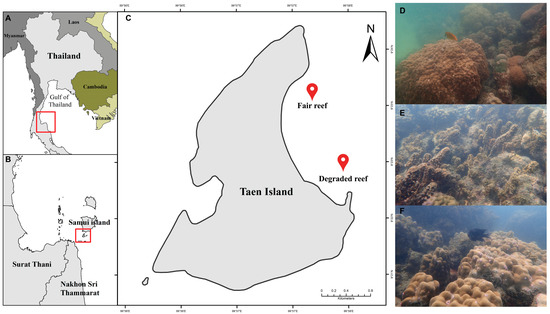 Diversity of Microbial Communities Associated with Epilithic Macroalgae ...