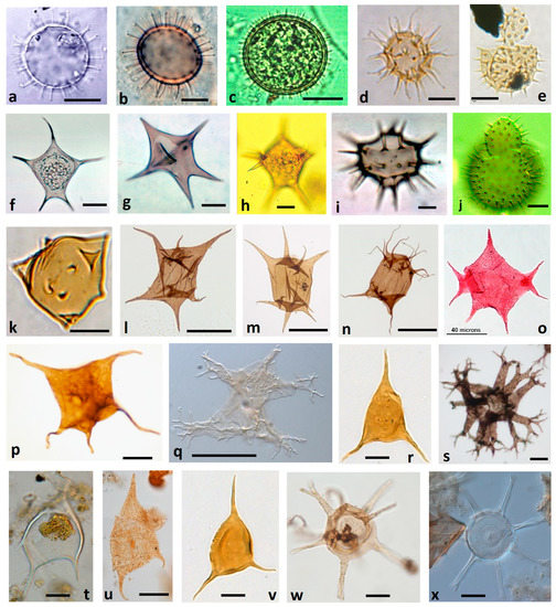 Paleontological Evidence for Dinoflagellates and Ciliates as Early ...