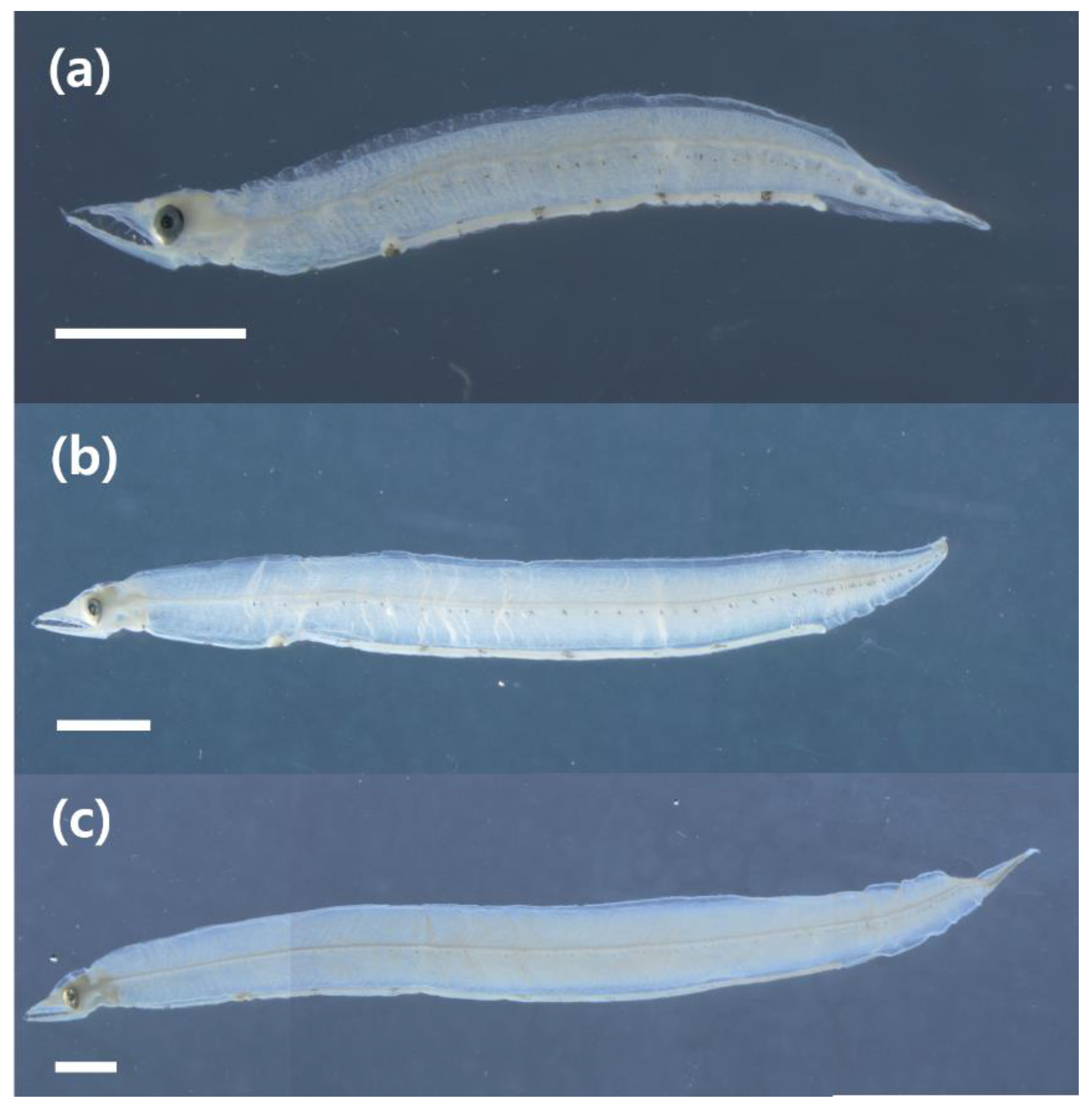 New Finding of Eggs and Leptocephalus for Muraenesox cinereus off Jeju ...