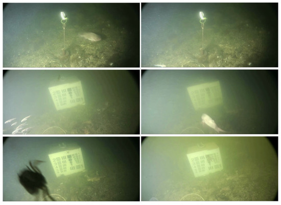 Underwater Target Detection Based on Improved YOLOv7