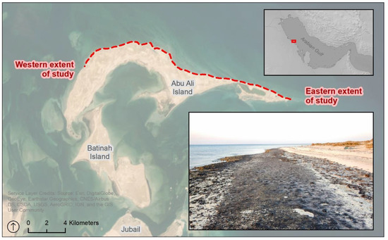 Hybrid Modeling of Persistent Shoreline Oil Residues on Abu Ali Island ...