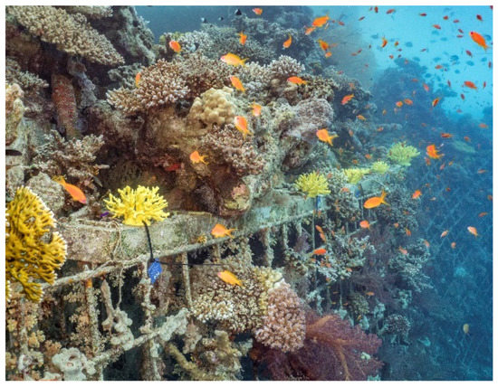 Three-Dimensional-Printed Coral-like Structures as a Habitat for Reef Fish