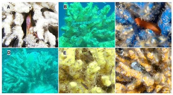 Three-Dimensional-Printed Coral-like Structures as a Habitat for Reef Fish