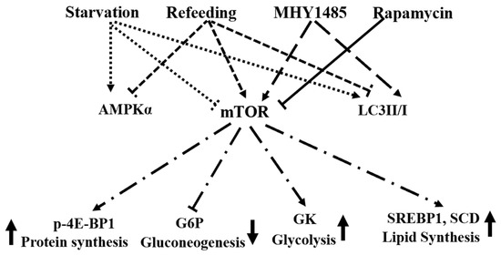 mTOR Plays a Conserved Role in Regulation of Nutritional Metabolism in ...