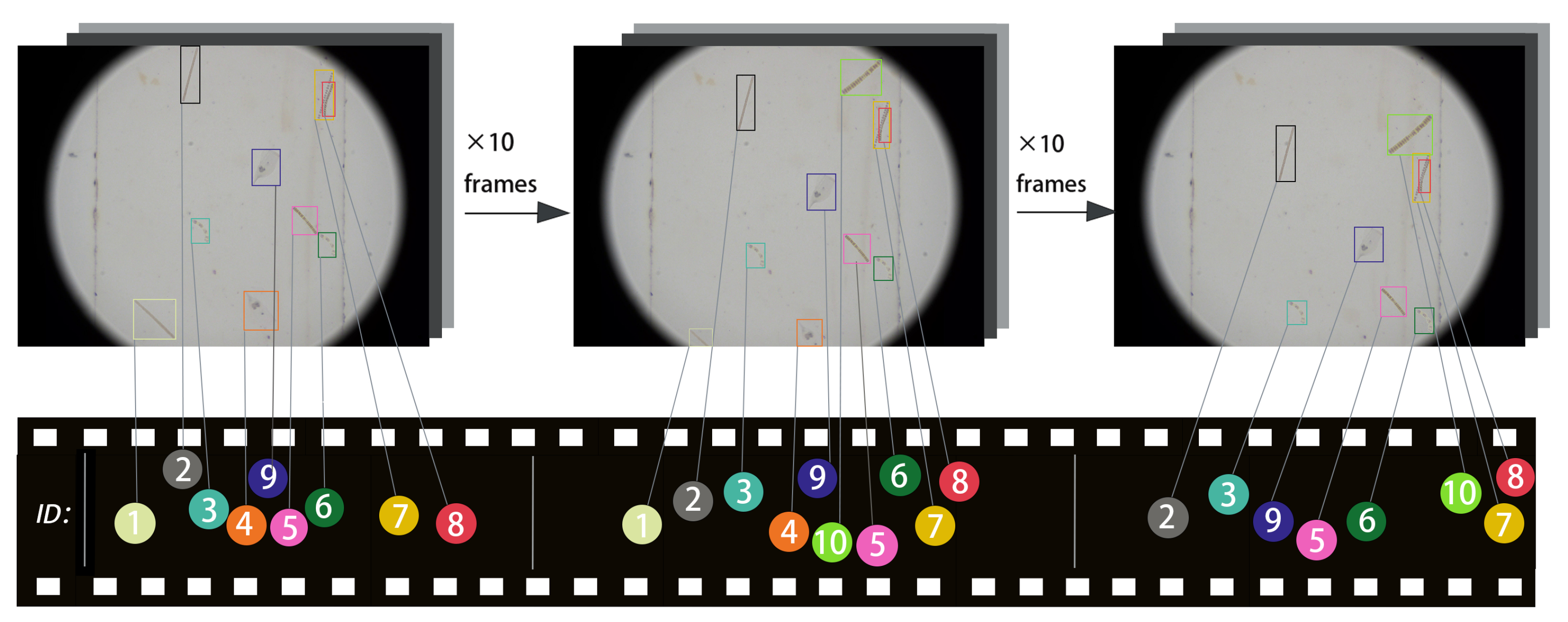 PMOT2023: A Large-Scale Multi-Object Tracking (MOT) Dataset with Application to Phytoplankton ...