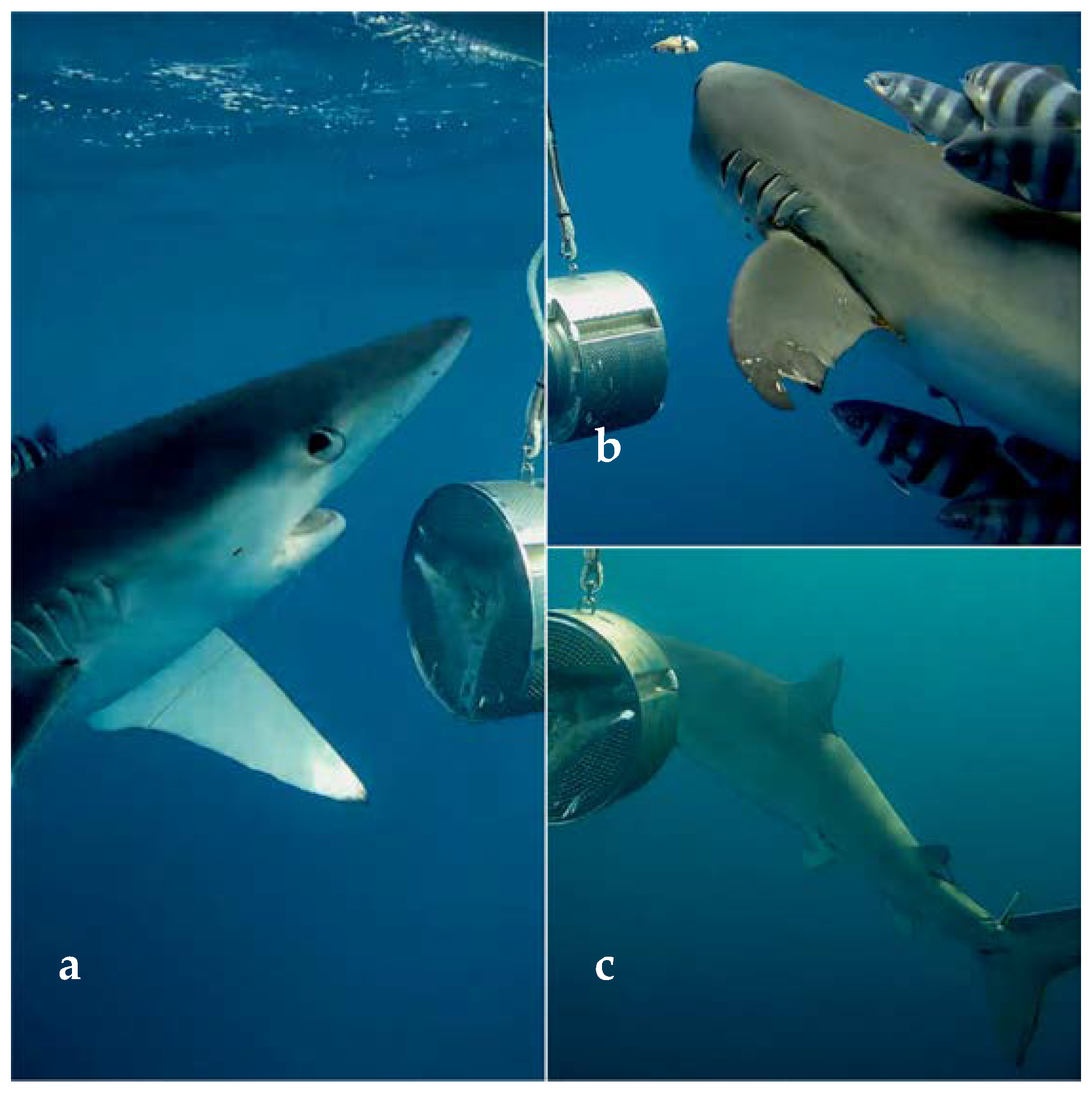 Sharks In The Epipelagic Zone