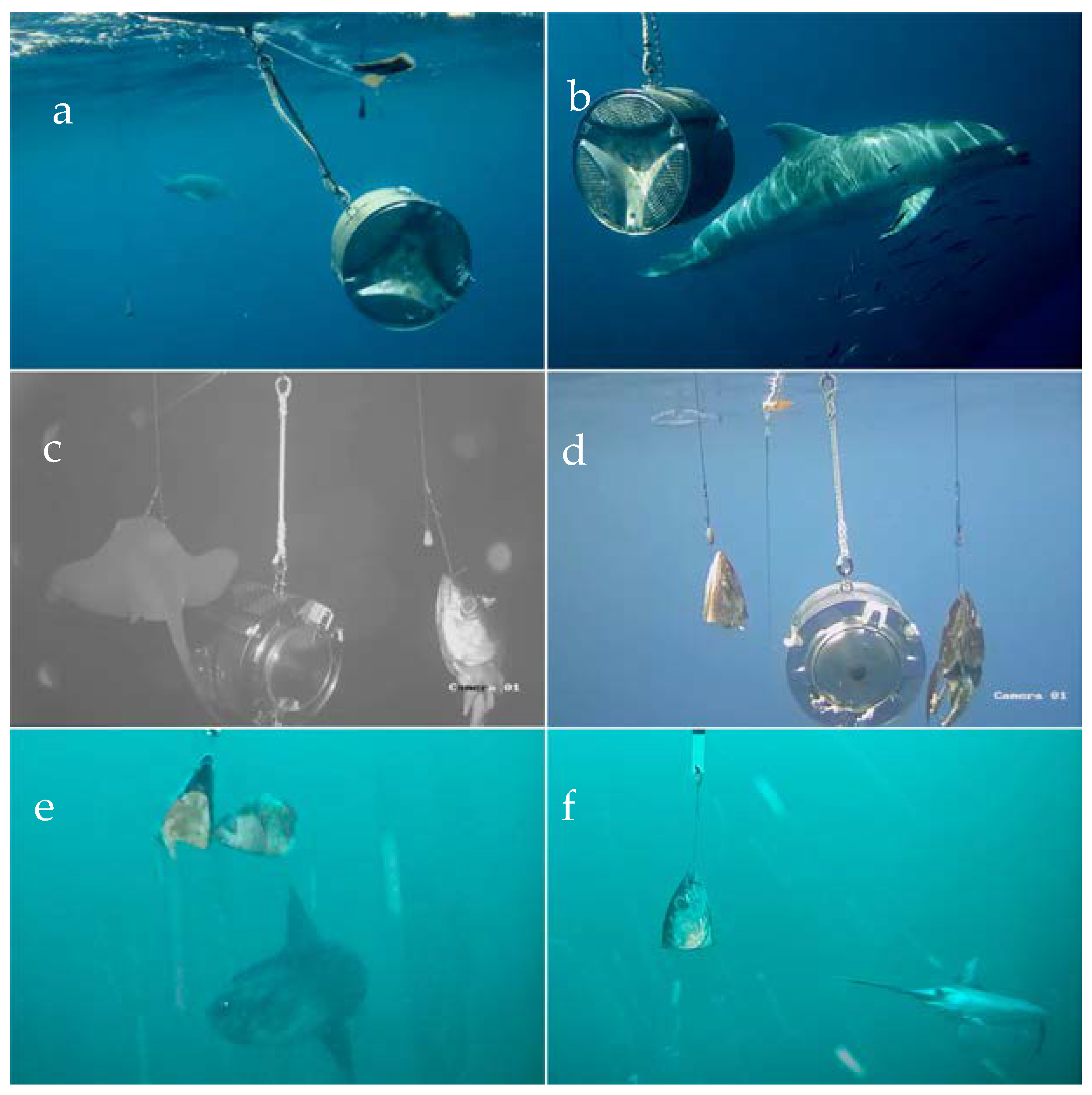 Improved Baited Remote Underwater Video (BRUV) for 24 h Real-Time ...