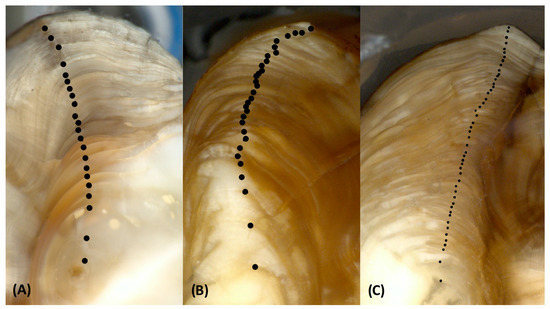 First Data on the Age and Growth of Schmidt’s cod Lepidion schmidti ...