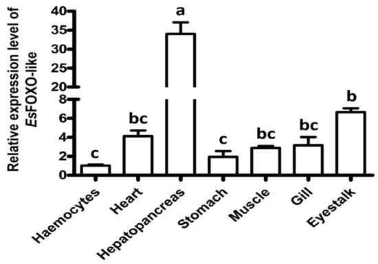 FOXO-like Gene Is Involved in the Regulation of 20E Pathway through ...