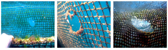 Mediterranean Aquaculture and Genetic Pollution: A Review Combined with ...