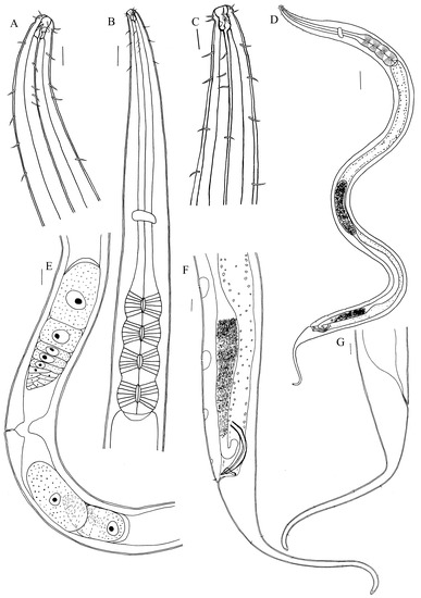 A New Species of Free-Living Nematode (Enoplida: Enchelidiidae) from ...