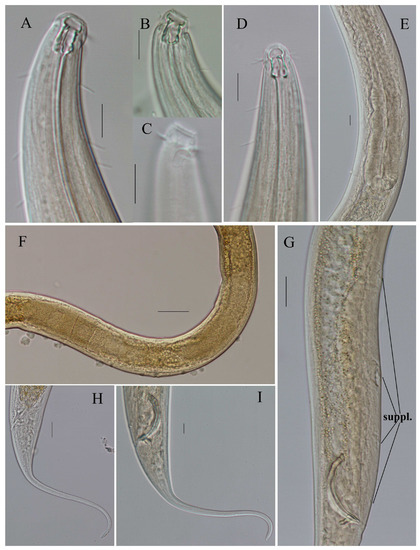 A New Species of Free-Living Nematode (Enoplida: Enchelidiidae) from ...