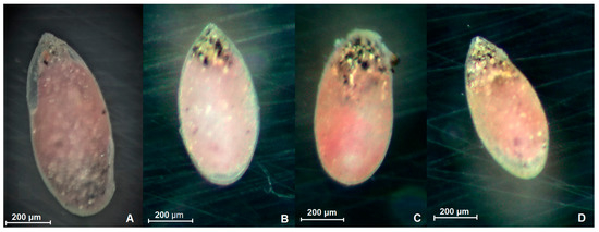 Psammophaga secriensia sp. nov., a New Monothalamid Foraminifera ...