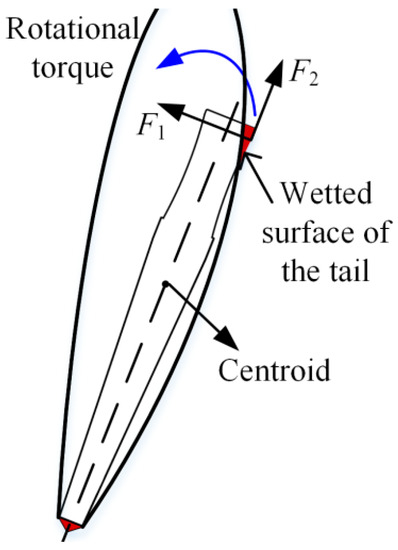 Experimental Investigation into the Tail-Slapping Motion of a ...