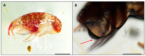 The Ascidian–Amphipod Association between Phallusia mammillata (Cuvier ...