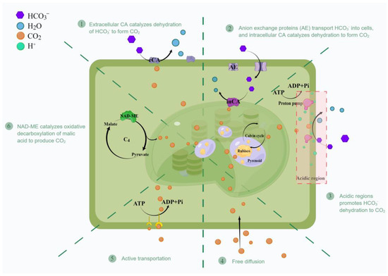 Diversity of CO2 Concentrating Mechanisms in Macroalgae Photosynthesis: A Case Study of Ulva sp.