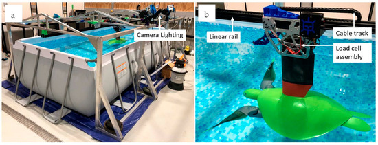 New Insights into Sea Turtle Propulsion and Their Cost of Transport Point to a Potential New ...