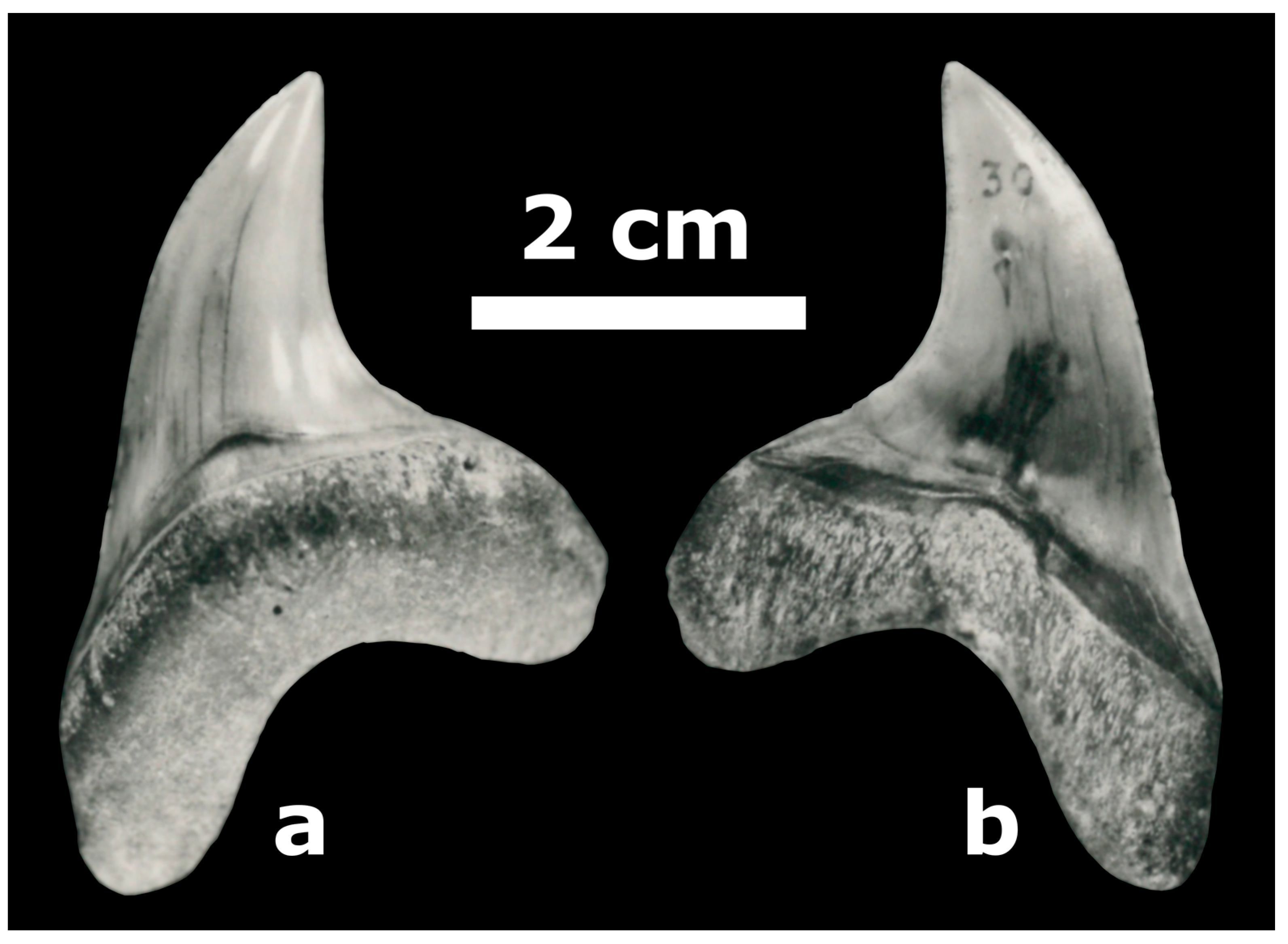 The Palaeobiology of the False Mako Shark, Parotodus benedenii (Le Hon ...