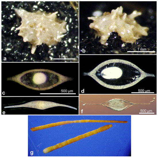 An Integrative Taxonomic Survey of Benthic Foraminiferal Species ...