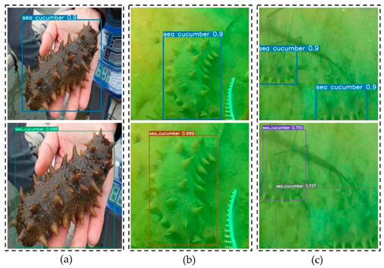 Performance Comparison of Sea Cucumber Detection by the Yolov5 and DETR ...