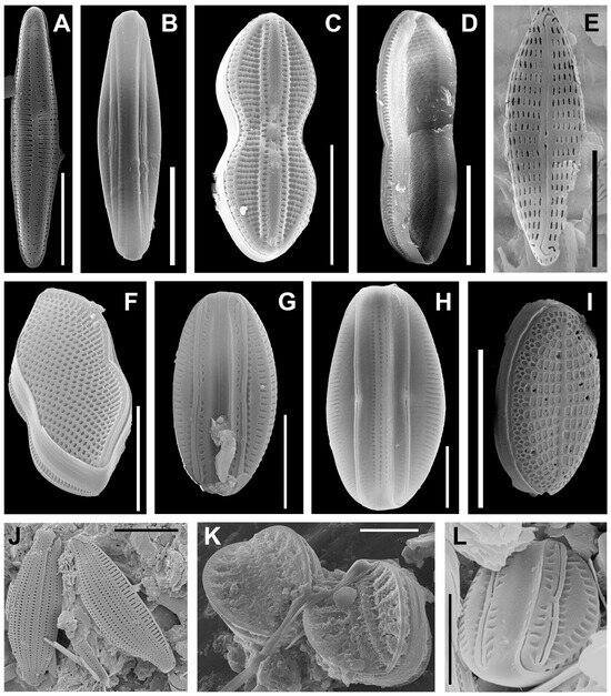 Seasonal Dynamics of Microphytobenthos Distribution in Three Ecotopes ...